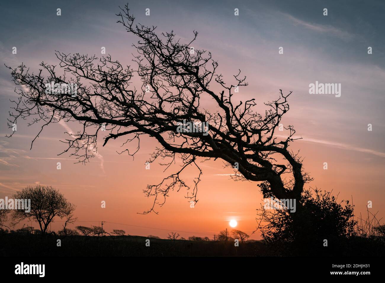 Wind swept tree silhouetted against rising sun Stock Photo - Alamy