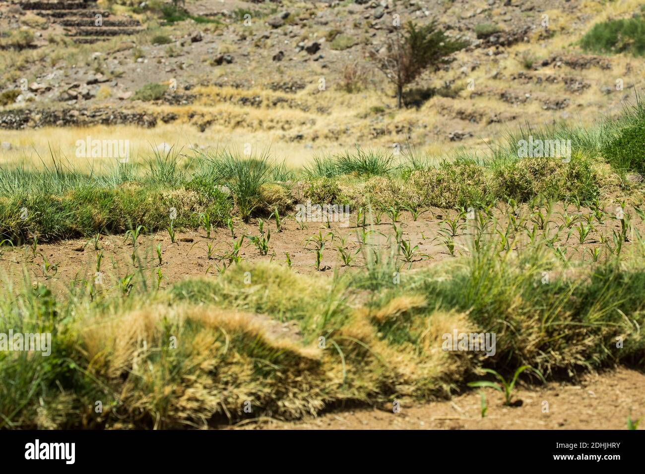 Plants growing in terraces in the high altitude desert of the Atacama ...