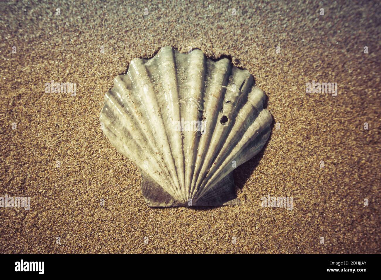 A top view of a single seashell on a beach sandy surface Stock Photo ...