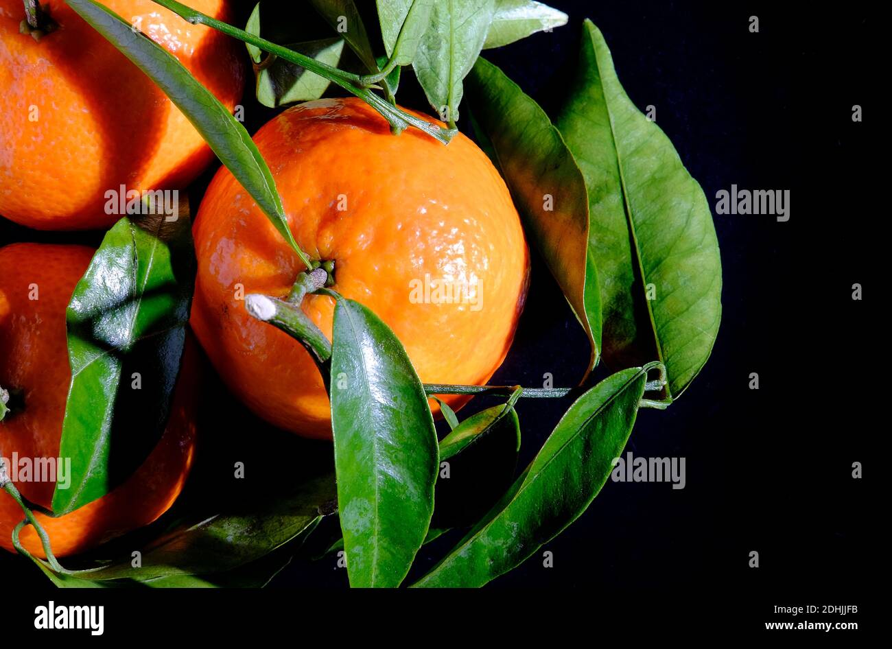 small clementine oranges and green leaves on black background Stock ...