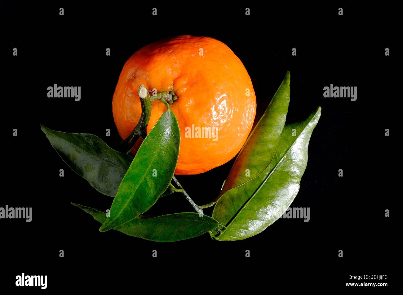 small clementine oranges and green leaves on black background Stock ...