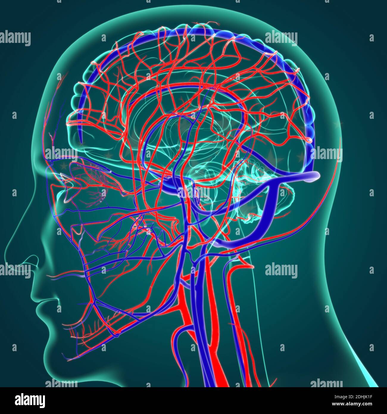 Human Arteries And Veins For Medical Concept 3D Illustration Stock ...