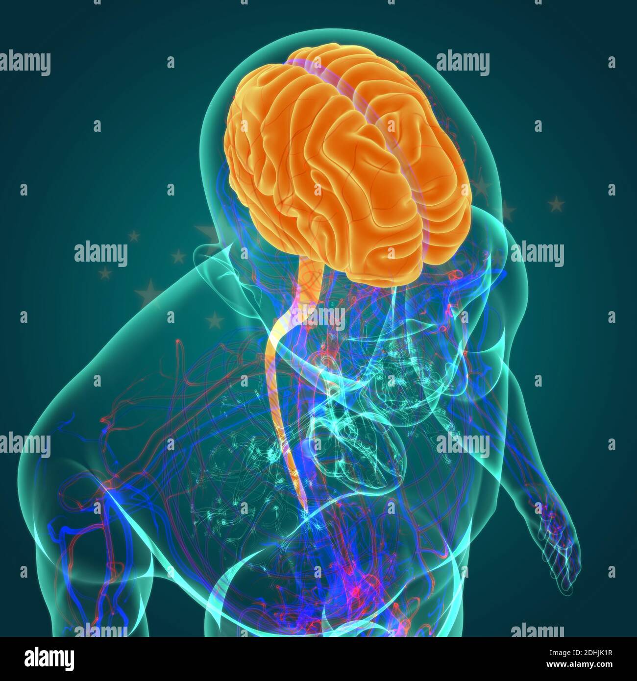 Human Brain inner parts Anatomy For Medical Concept 3D Illustration ...