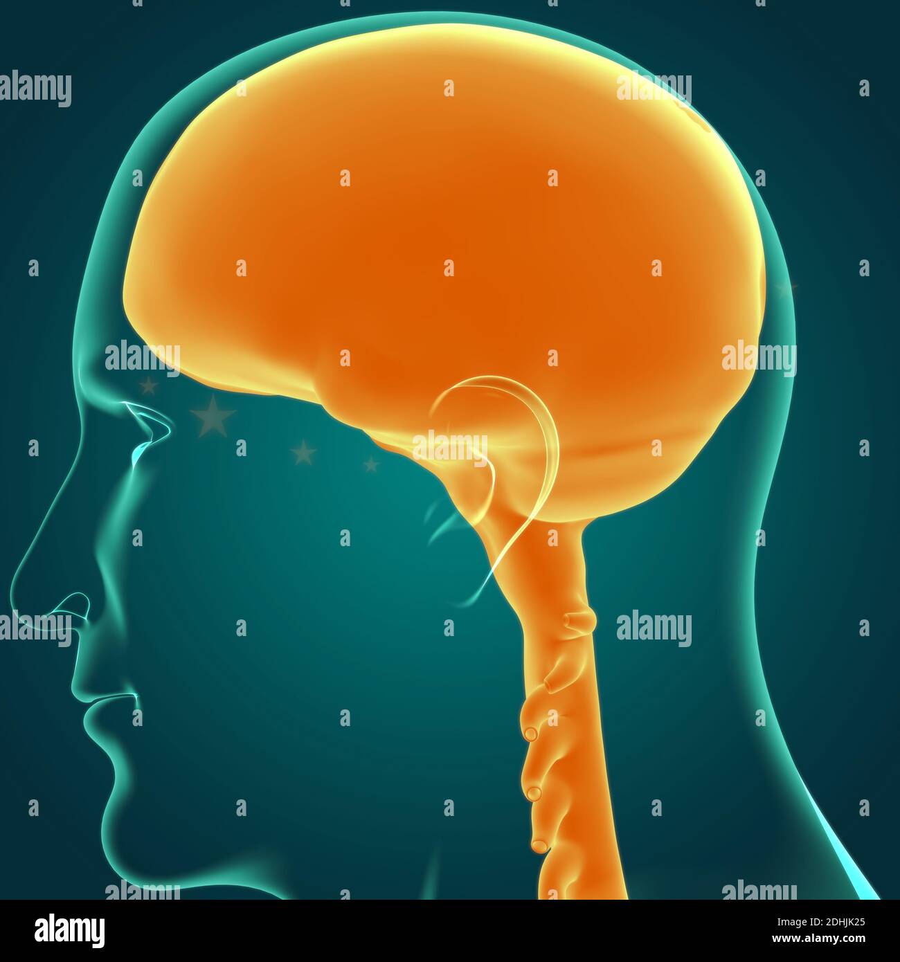 Dura mater Anatomy For Medical Concept 3D Illustration Stock Photo - Alamy