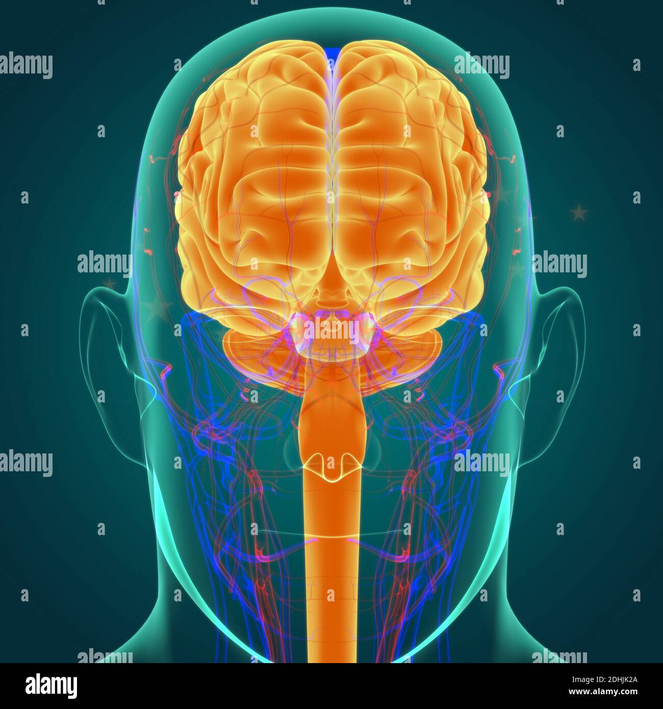 Human Brain Anatomy For Medical Concept 3D Illustration Stock Photo - Alamy