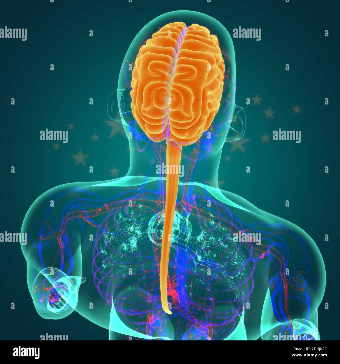 Human Brain Anatomy For Medical Concept 3D Illustration Stock Photo - Alamy