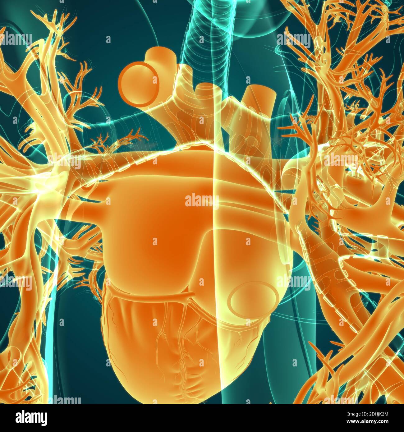 Human Heart Anatomy For Medical Concept 3D Illustration Stock Photo - Alamy
