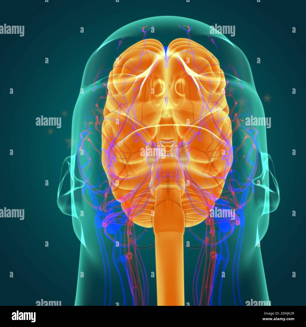 Human Brain inner parts Anatomy For Medical Concept 3D Illustration ...