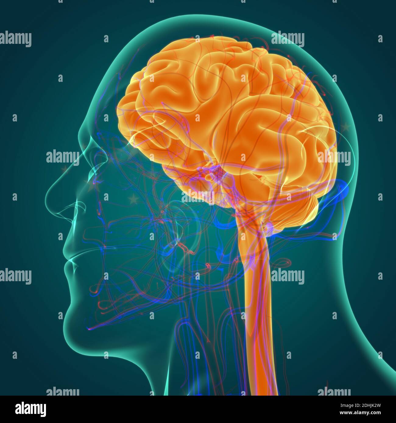 Human Brain inner parts Anatomy For Medical Concept 3D Illustration ...