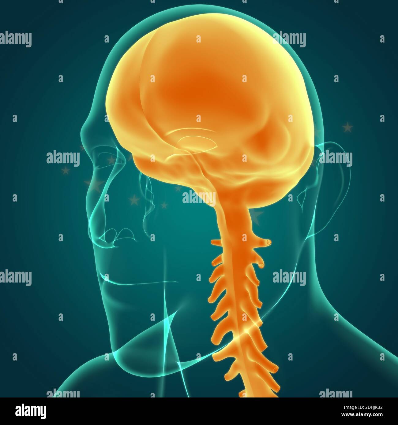 Dura mater Anatomy For Medical Concept 3D Illustration Stock Photo - Alamy