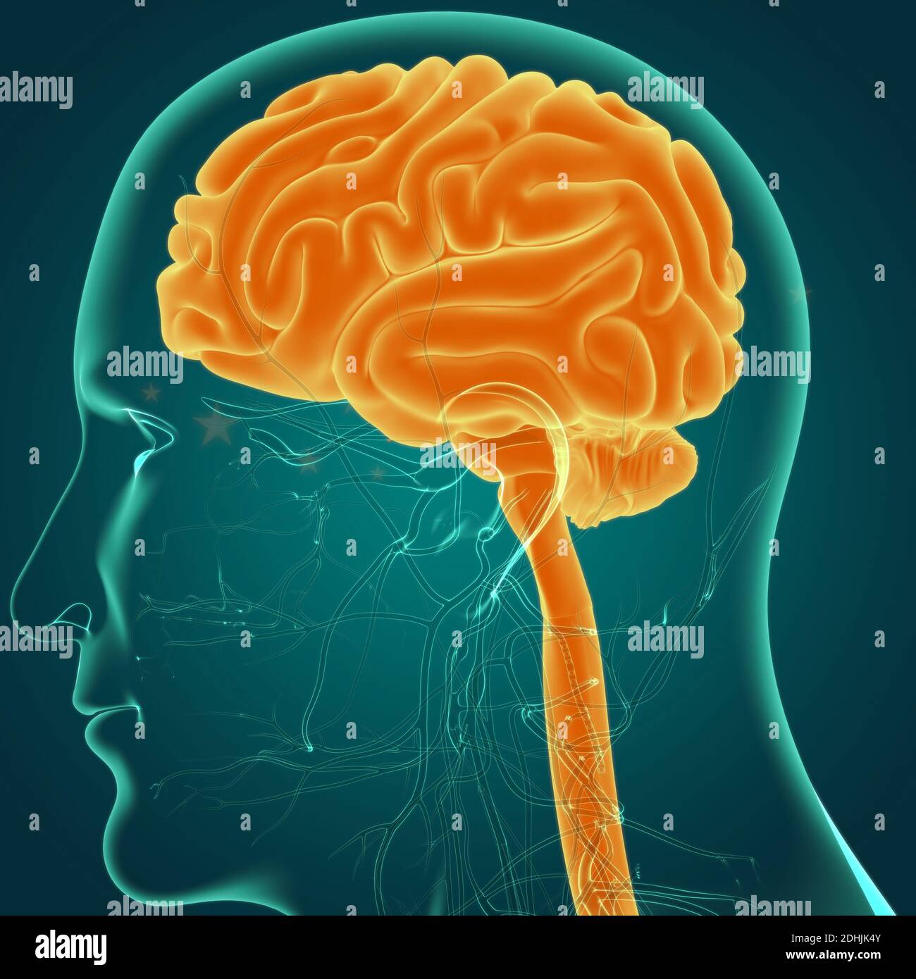 Brain and lungs inside human body hi-res stock photography and images ...