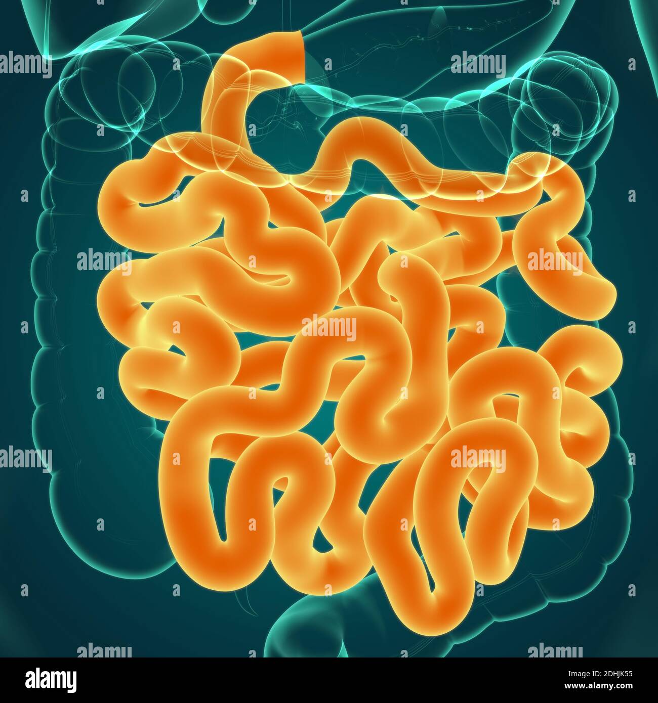 Small Intestine 3D Illustration Human Digestive System Anatomy For ...