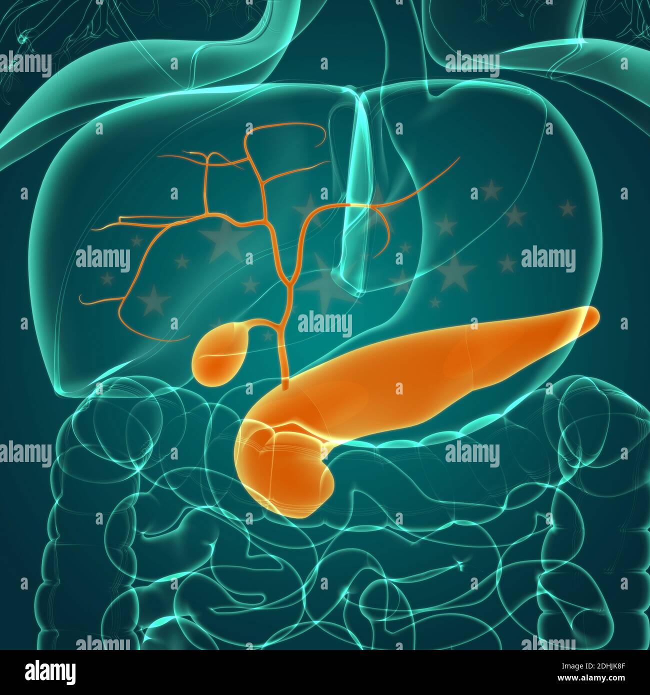 Gall Bladder Human Digestive System Anatomy For Medical Concept 3D ...
