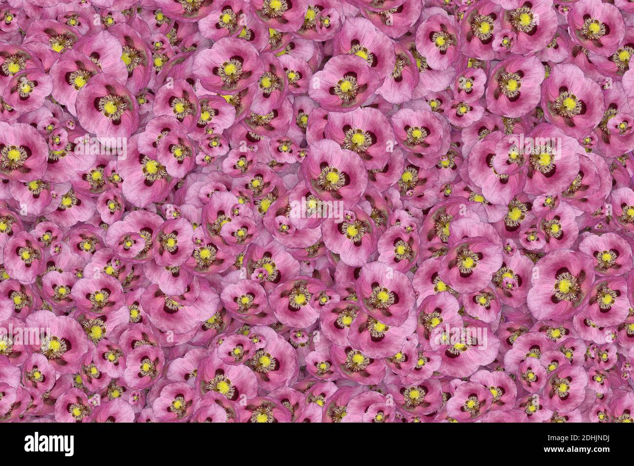 Floral background of a mass of pink oriental poppy flowers Stock Photo ...