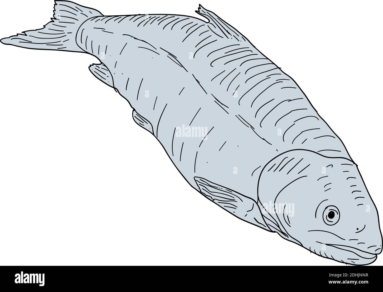 Natural marine fish sketch on white background Stock Vector Image & Art ...