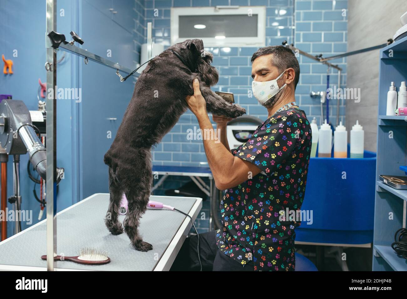 Side view of male groomer in fabric mask grooming fur of obedient dog ...