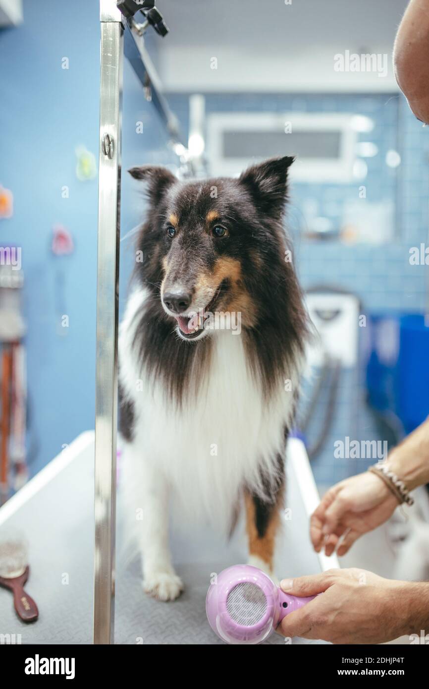 How To Groom A Collie Rough