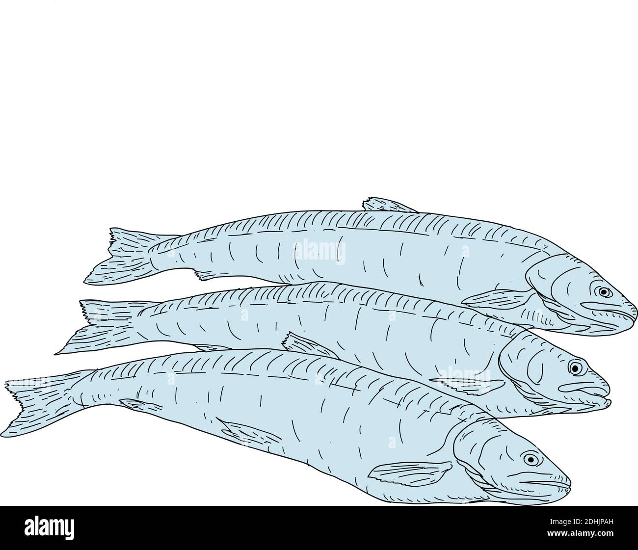 collection of natural marine fish sketch on white background Stock ...