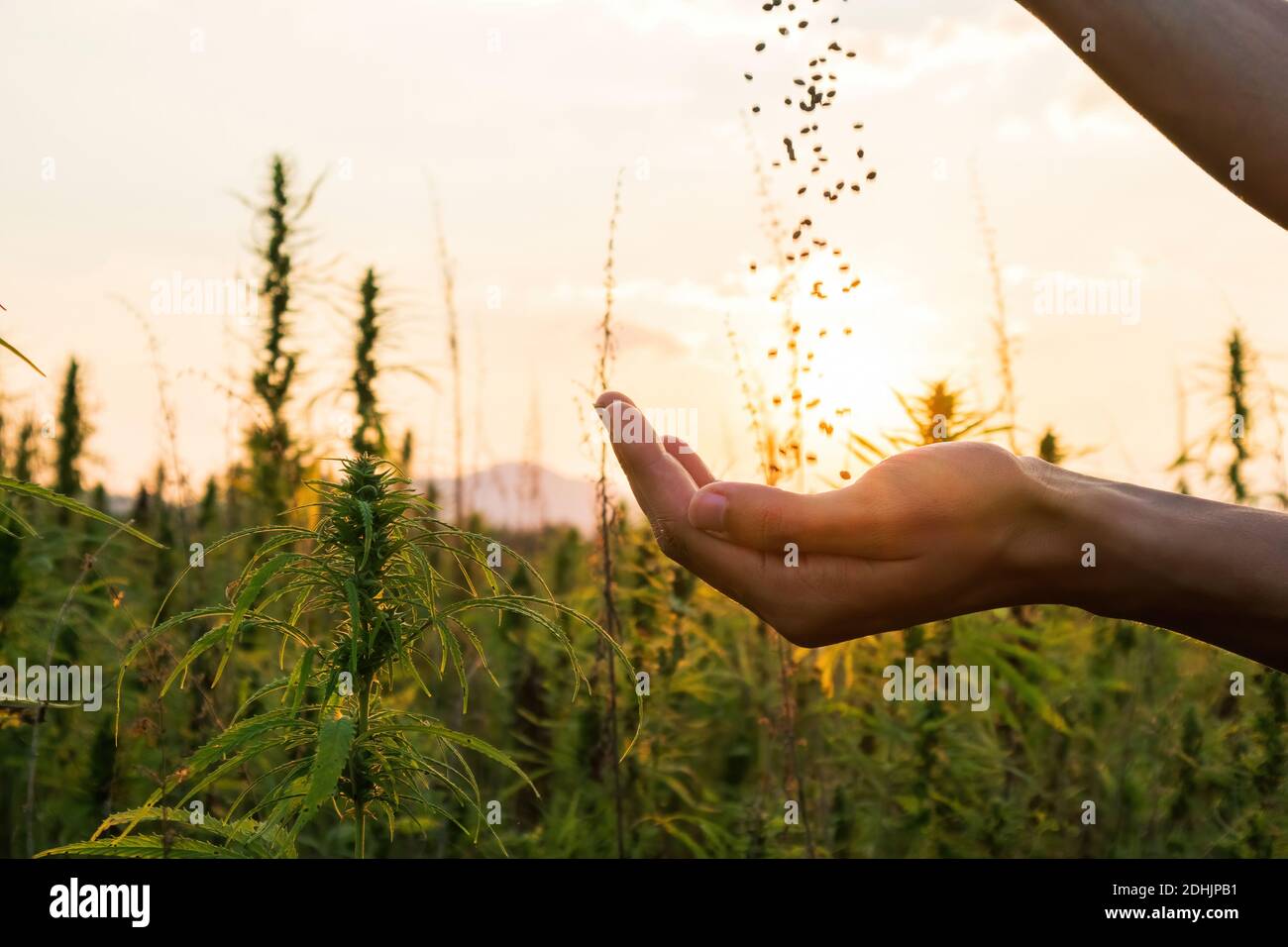 Marijuana seeds hi-res stock photography and images - Alamy