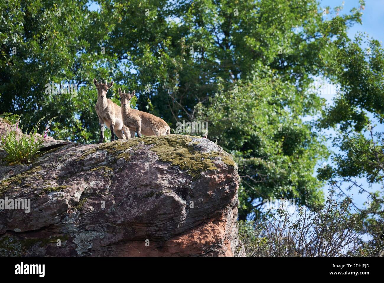 Iberian specie hi-res stock photography and images - Alamy