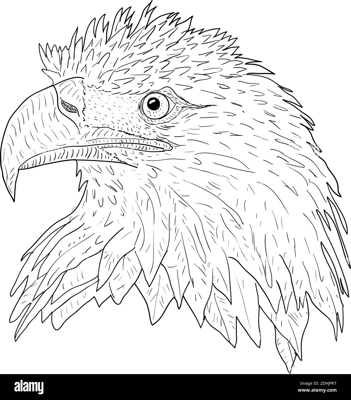 Eagle Face Drawing