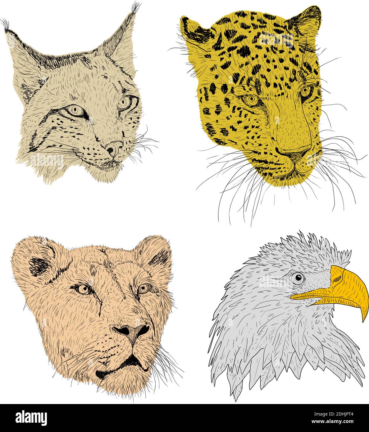Set sketch silhouette sketch eagle, lynx, leopard. lioness face on ...