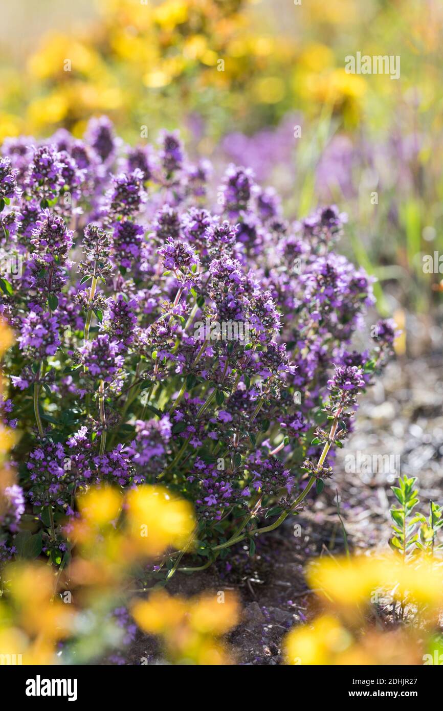 Feld thymian hi-res stock photography and images - Alamy