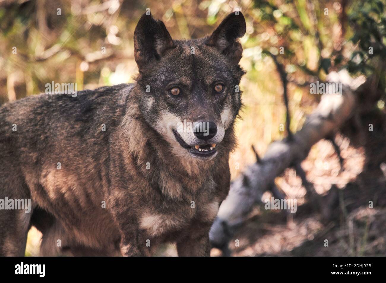 Wild wolf standing on forest under tree Stock Photo - Alamy