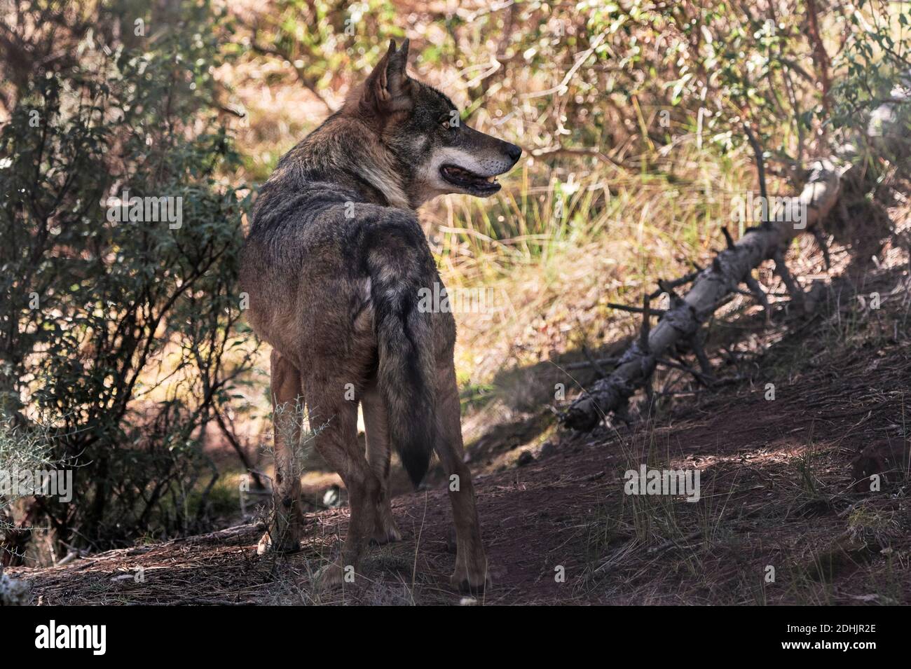 Wild wolf standing on forest under tree Stock Photo - Alamy