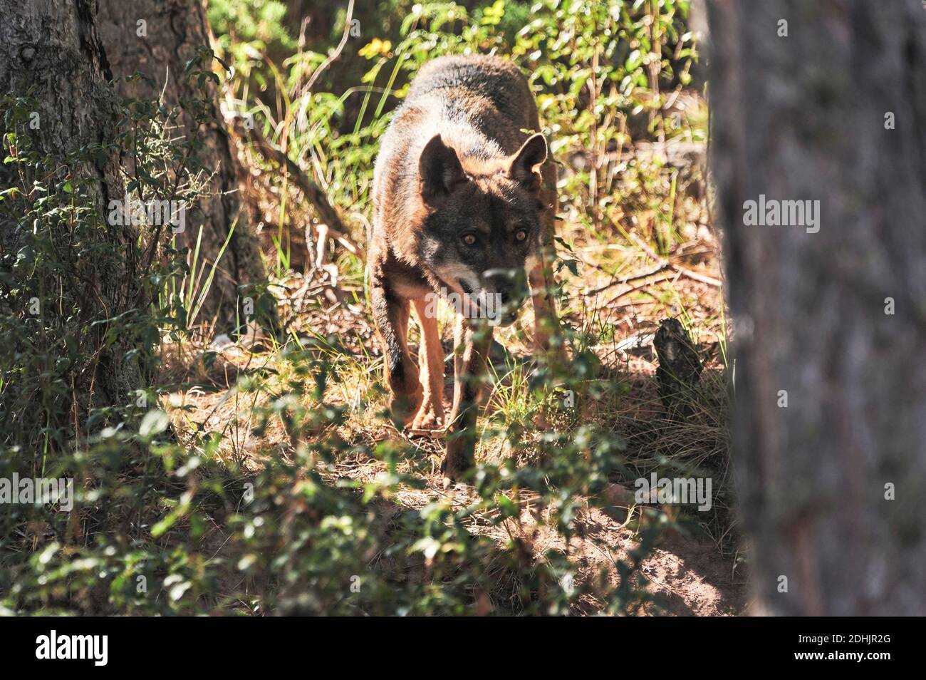 Wild wolf standing on forest under tree Stock Photo - Alamy