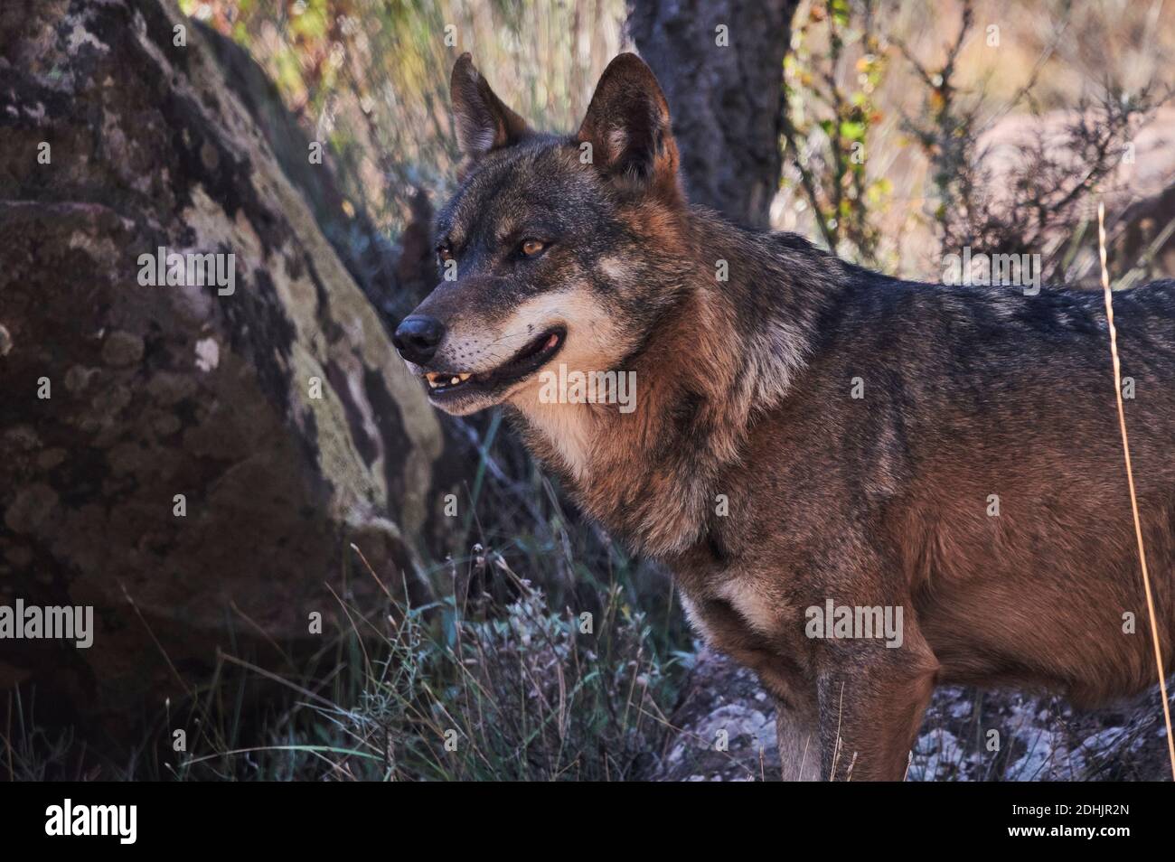 Wild wolf standing on forest under tree Stock Photo - Alamy