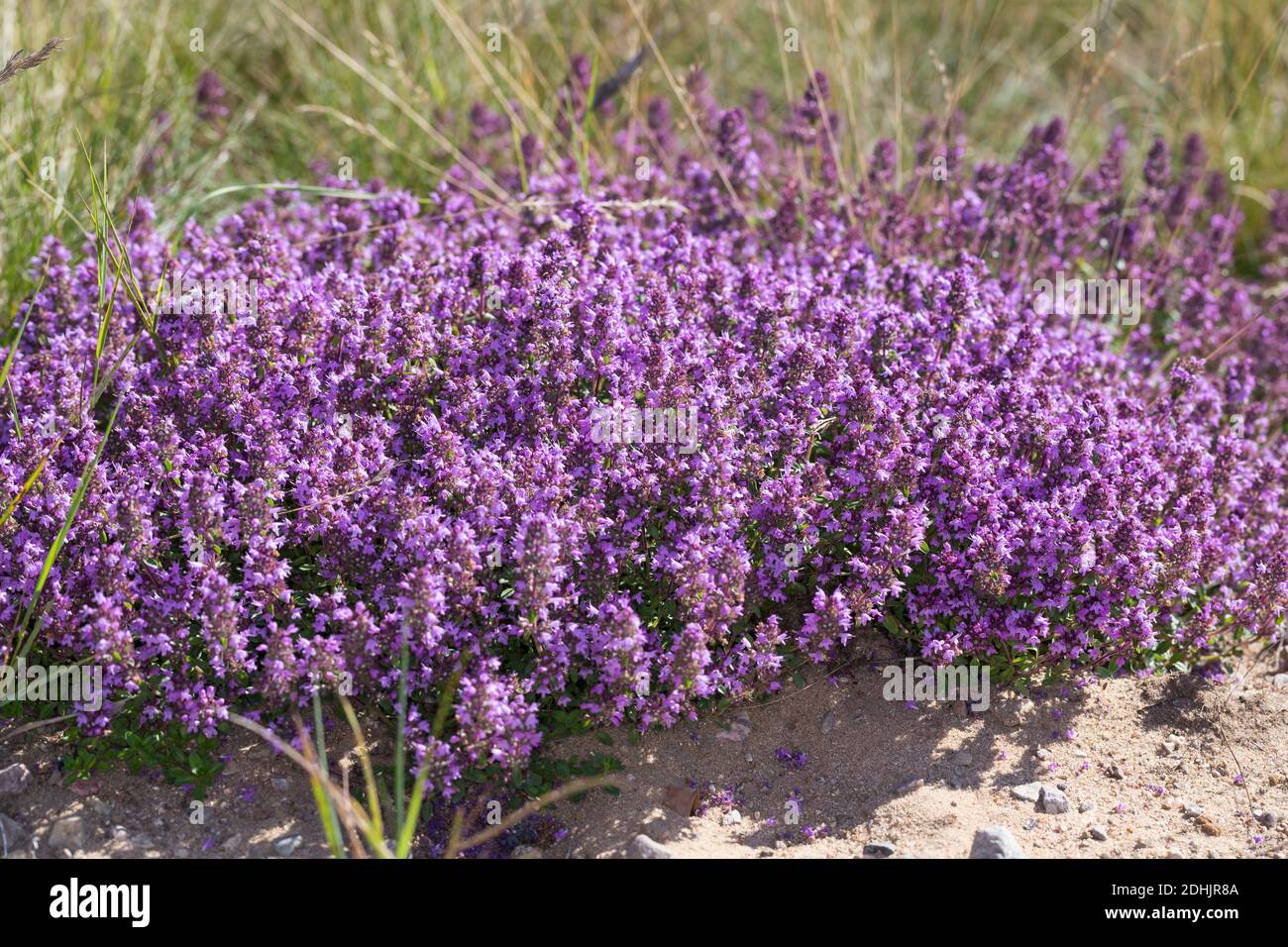Feld thymian hi-res stock photography and images - Alamy