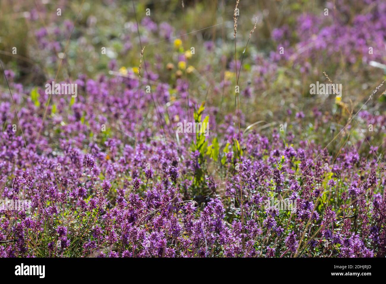 Feld thymian hi-res stock photography and images - Alamy