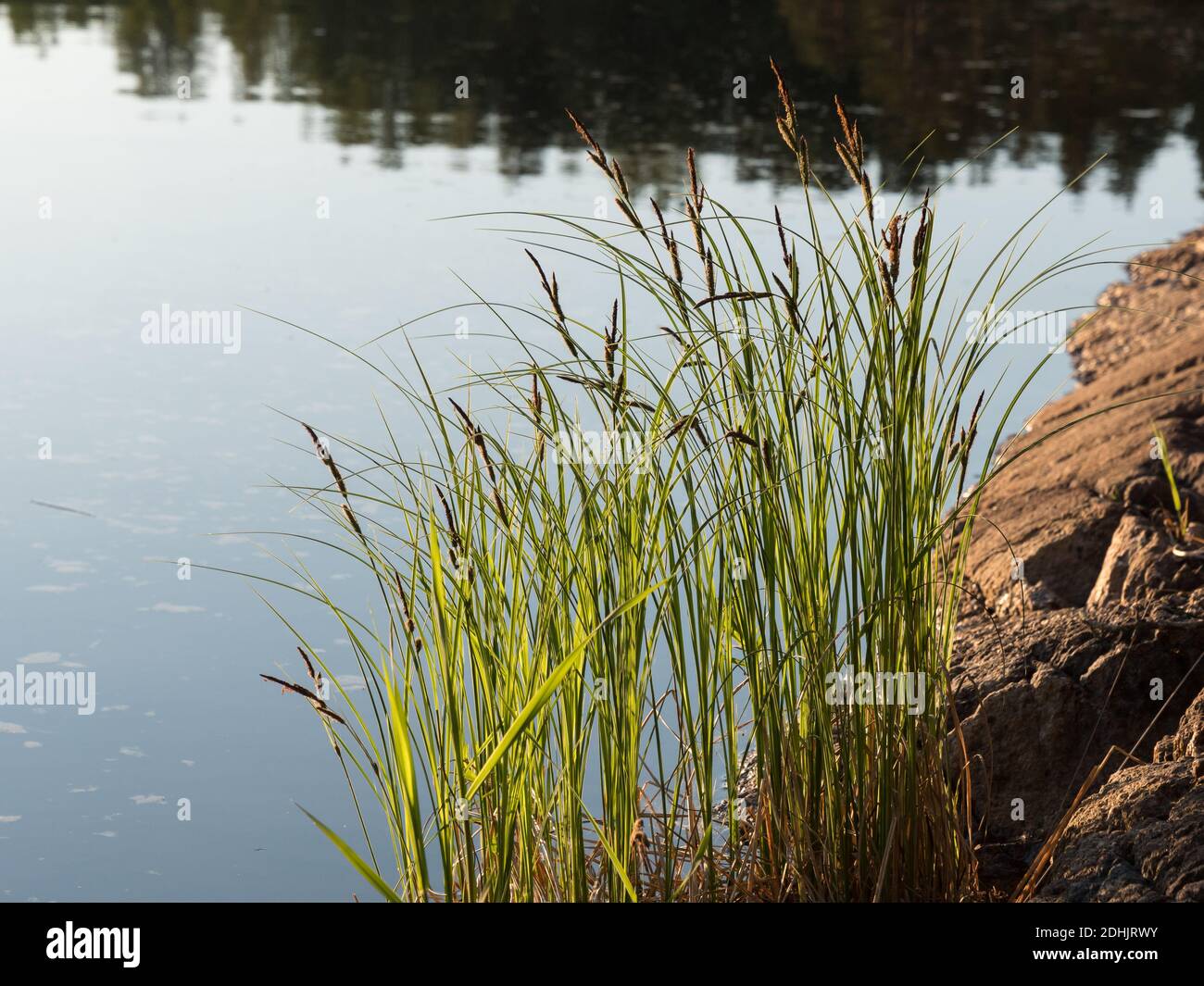 Tufted sedge growing at rocky lake shore Stock Photo - Alamy