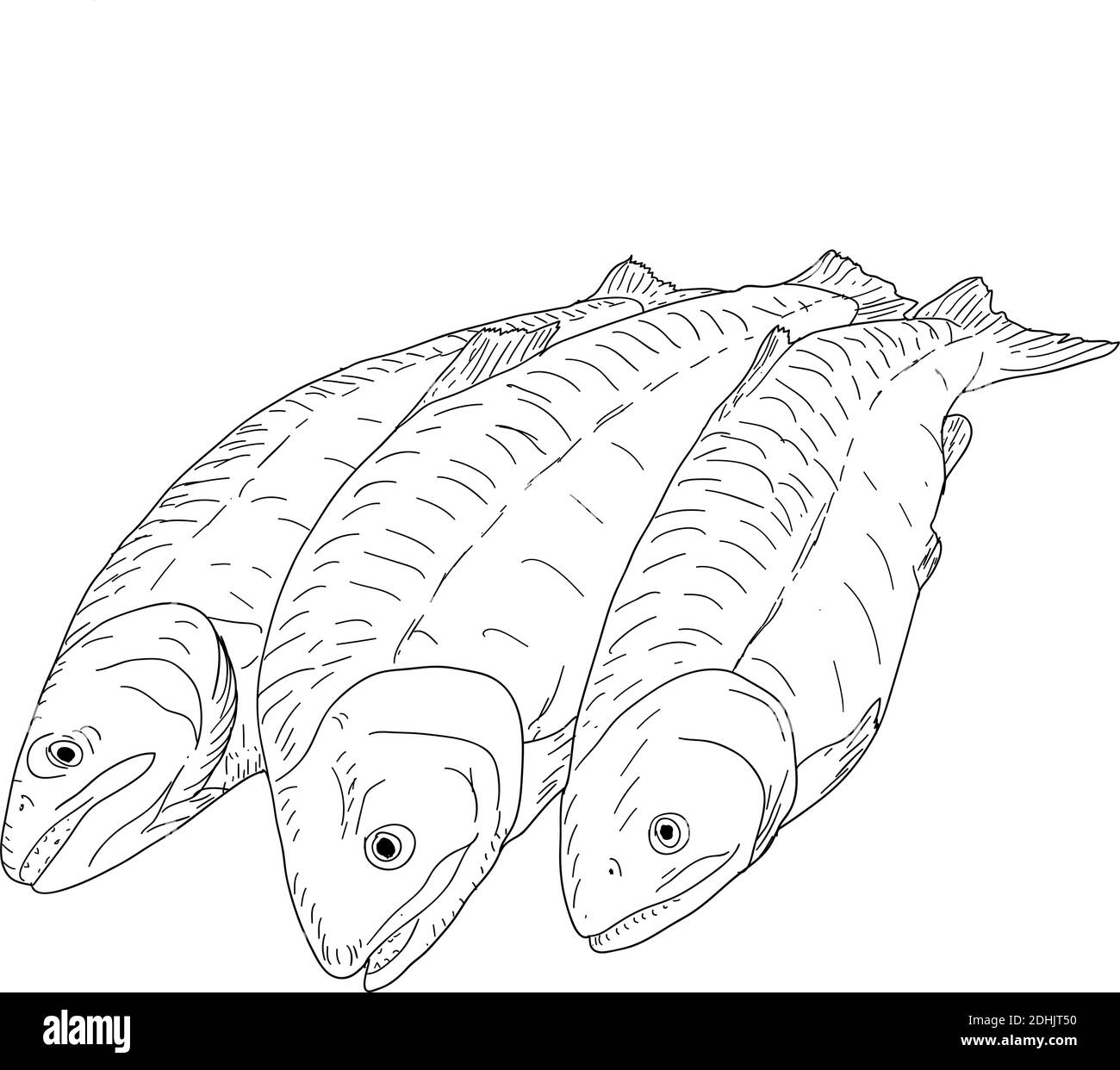 collection of natural marine fish sketch on white background Stock ...