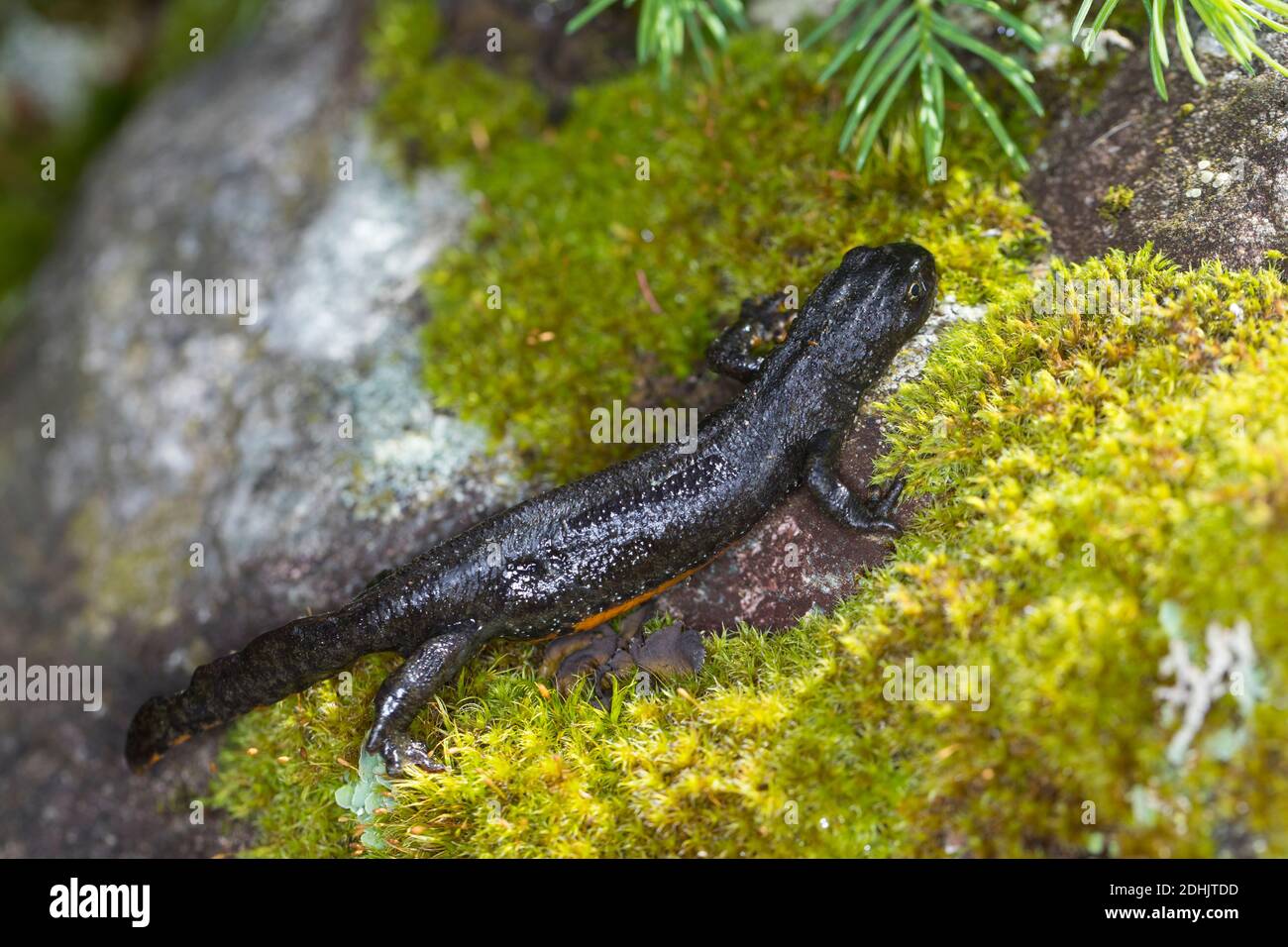 Bergmolch, Berg-Molch, Alpenmolch, Alpen-Molch, Weibchen, Molch, Molche ...
