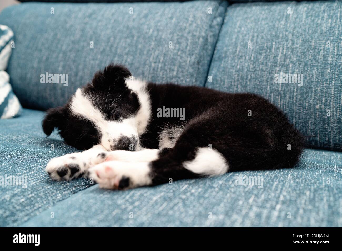 Adorable little black and white border collie puppy sleeping peacefully ...