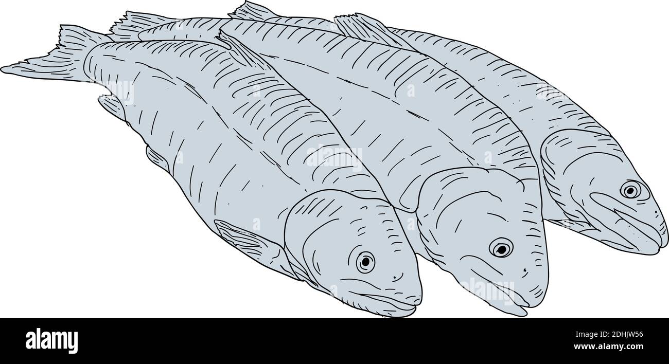 collection of natural marine fish sketch on white background Stock ...