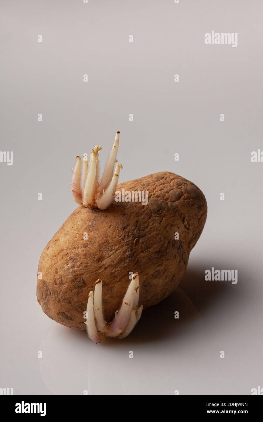 Old sprouted potato with curvy roots placed on wooden table against ...