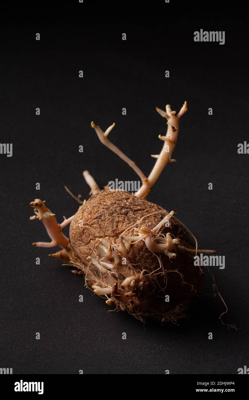 Old sprouted potato with curvy roots placed on wooden table against ...