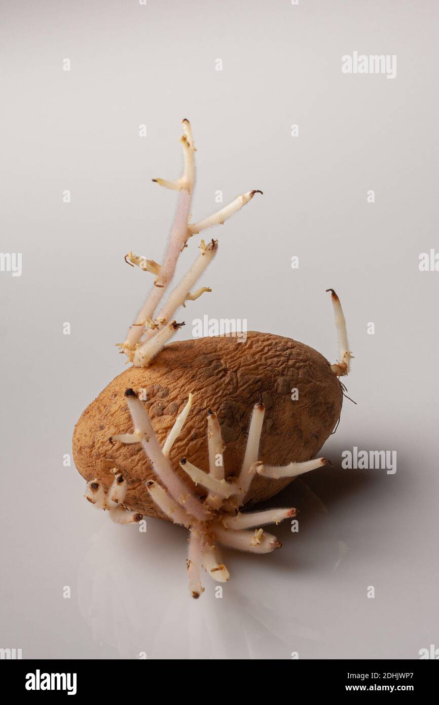 Old sprouted potato with curvy roots placed on wooden table against ...