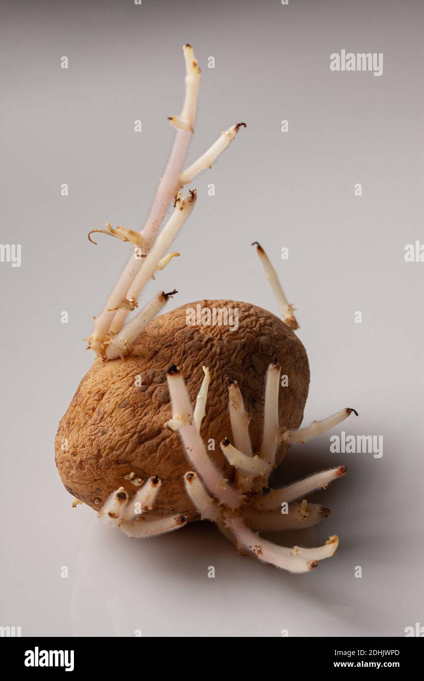 Old sprouted potato with curvy roots placed on wooden table against ...