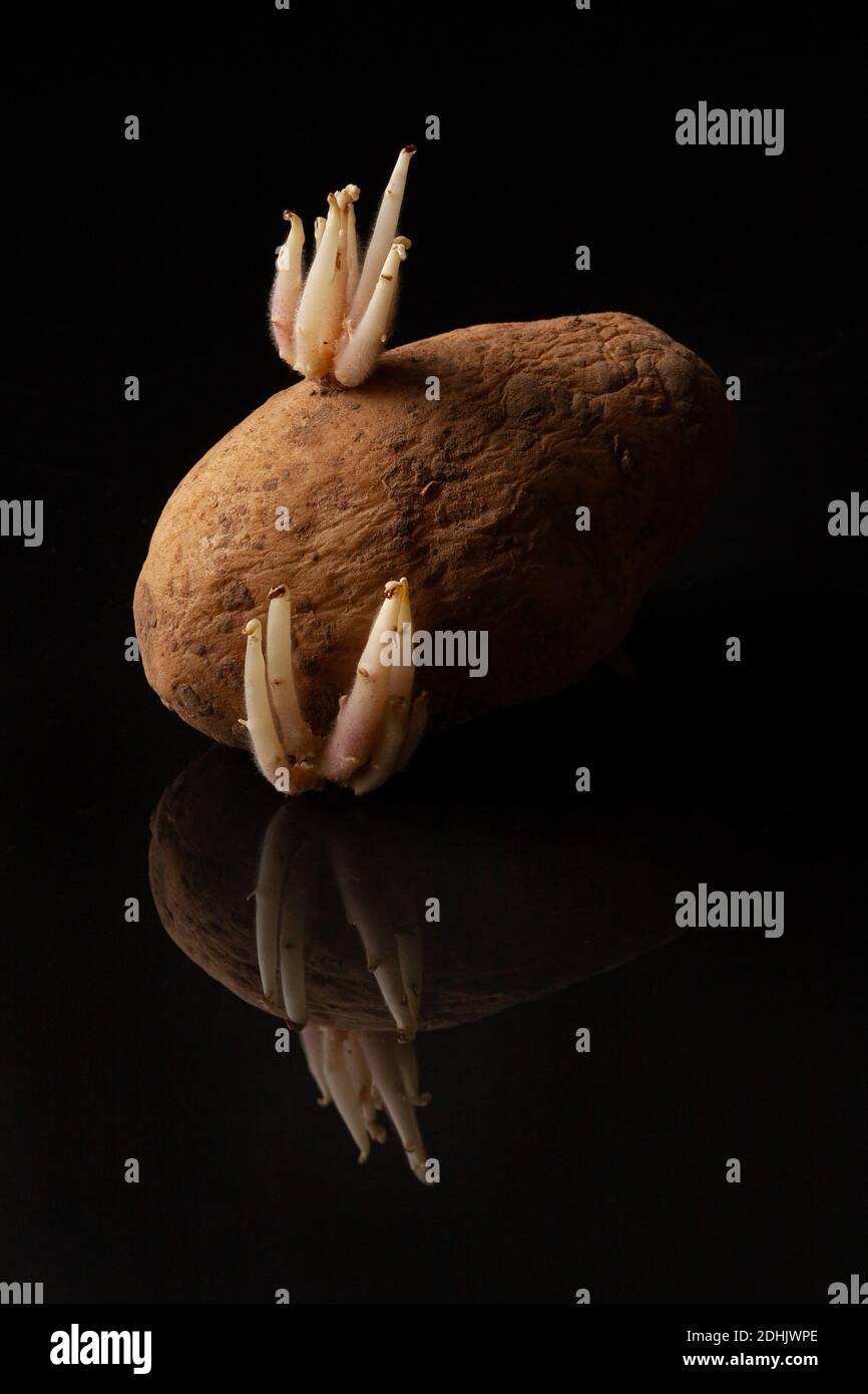 Old sprouted potato with curvy roots placed on wooden table against ...