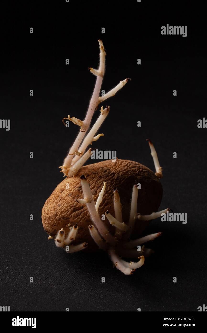 Old sprouted potato with curvy roots placed on wooden table against ...