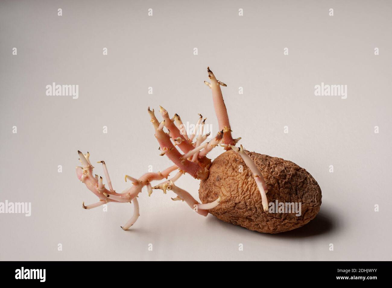 Old sprouted potato with curvy roots placed on wooden table against ...