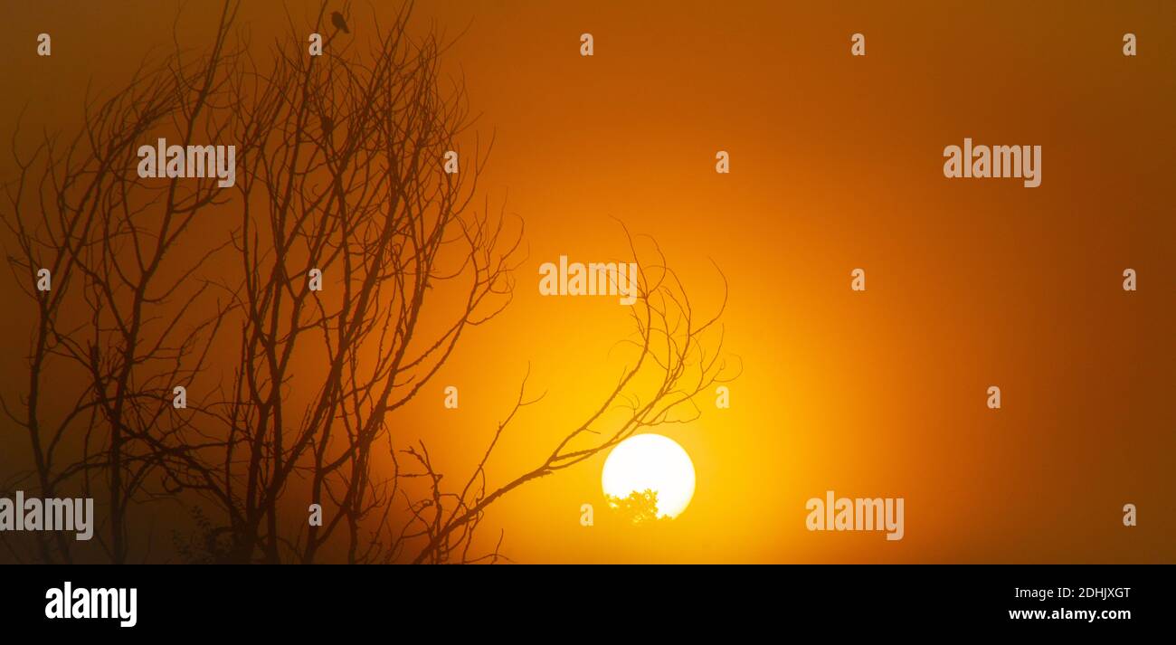 Low angle of vivid sundown sun shining through branches of tree in ...