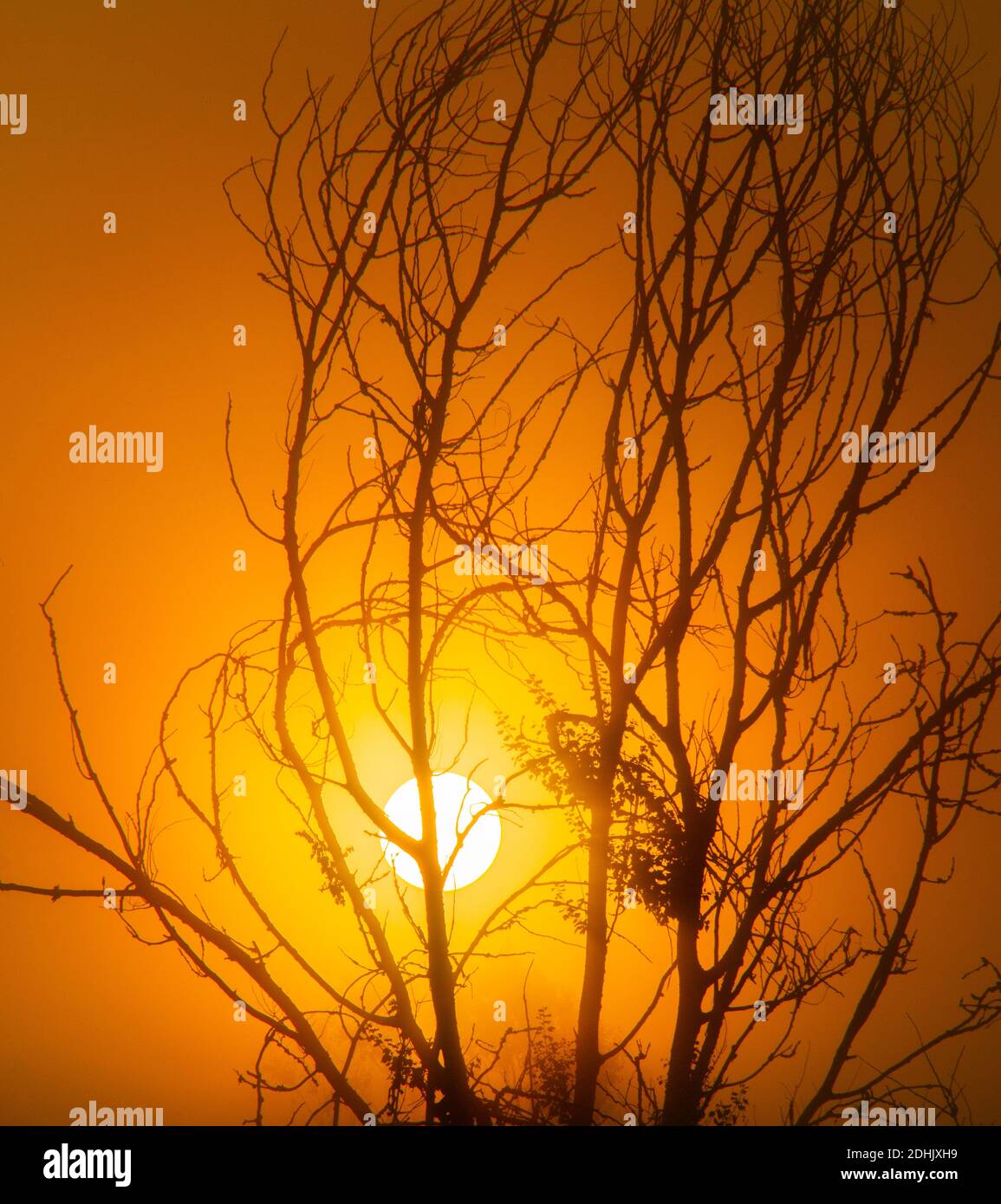 Sundown sun shining through branches of tree in nature Stock Photo - Alamy