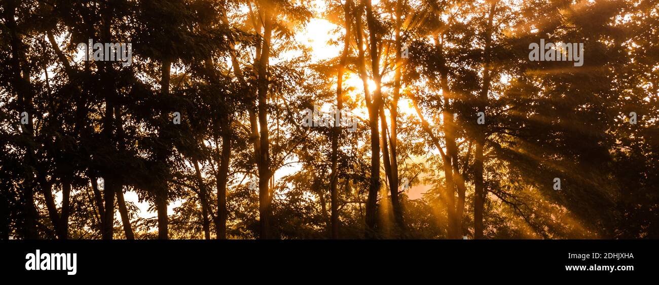 From below scenery of bright sun rays penetrating branches of tall ...