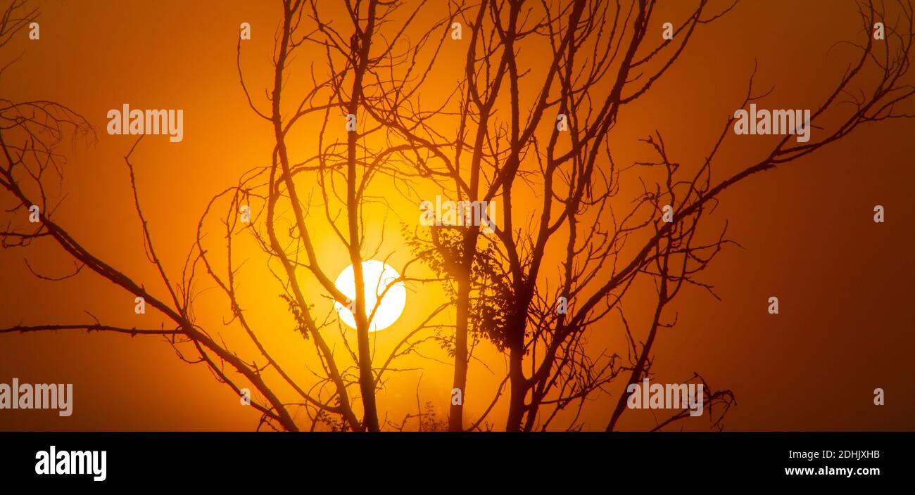 Vivid sundown sun shining through branches of tree in nature Stock ...