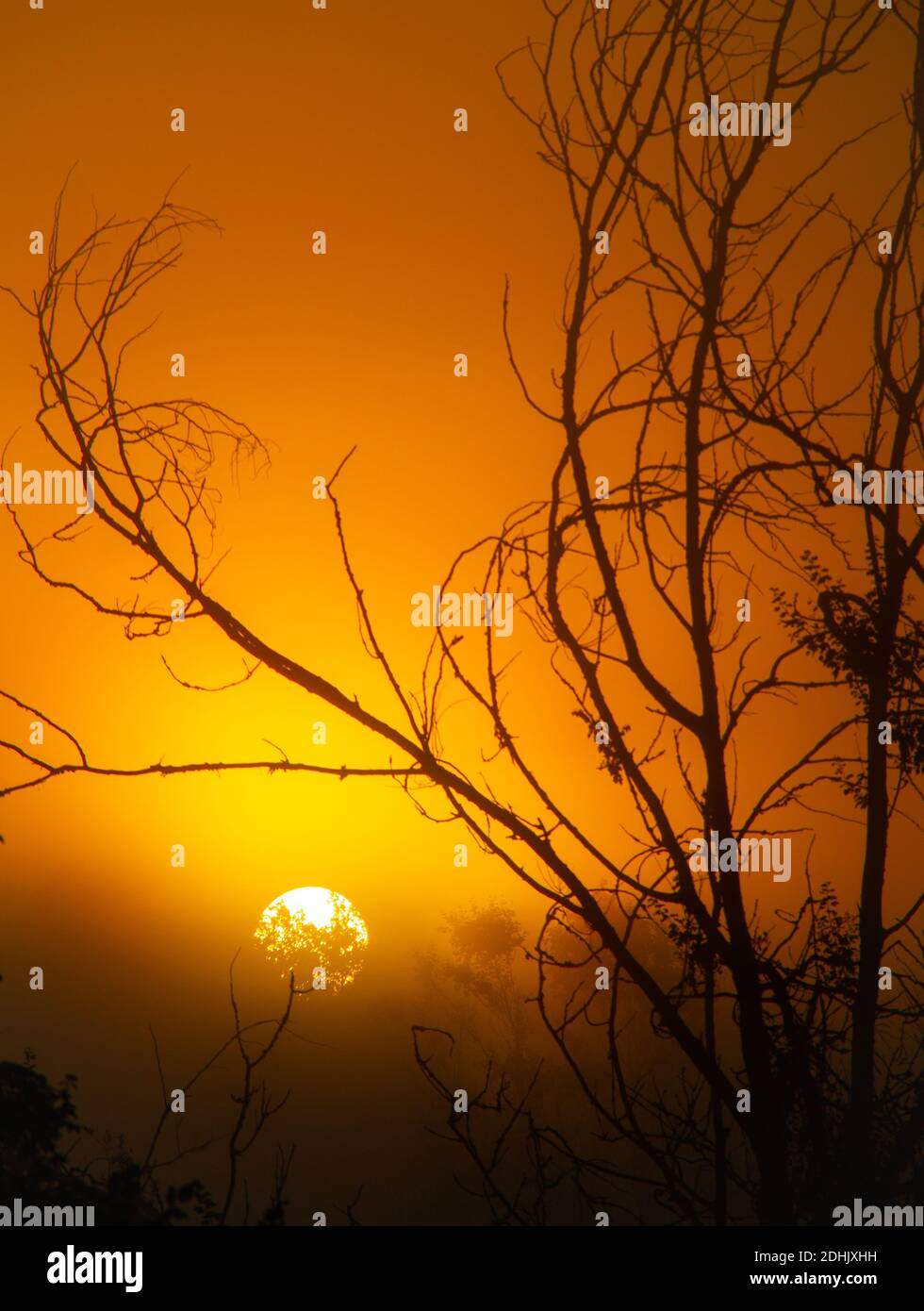 Sundown sun shining through branches of tree in nature Stock Photo - Alamy